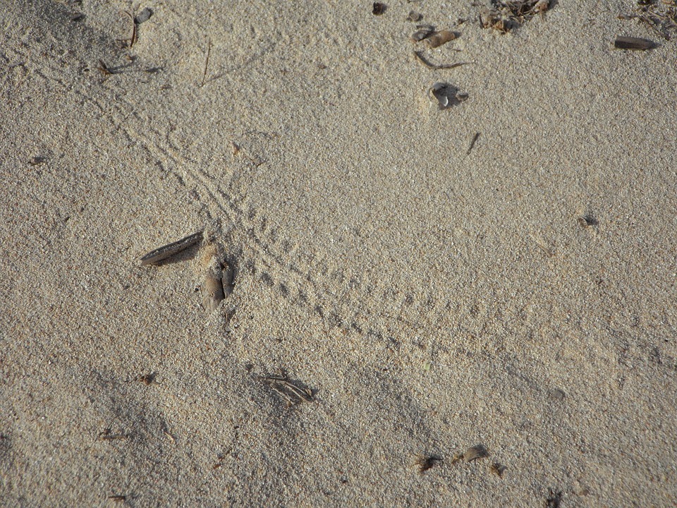 Piste Sable Plage Sentier Des - Photo gratuite sur Pixabay - Pixabay