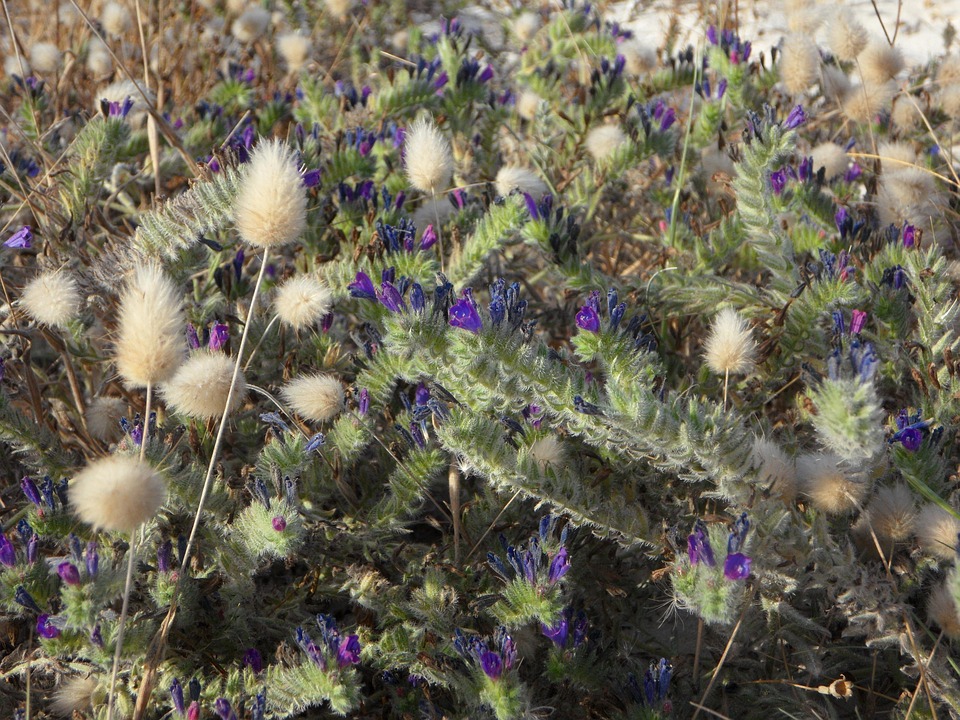 Vegetation Flora Grasses - Free photo on Pixabay - Pixabay