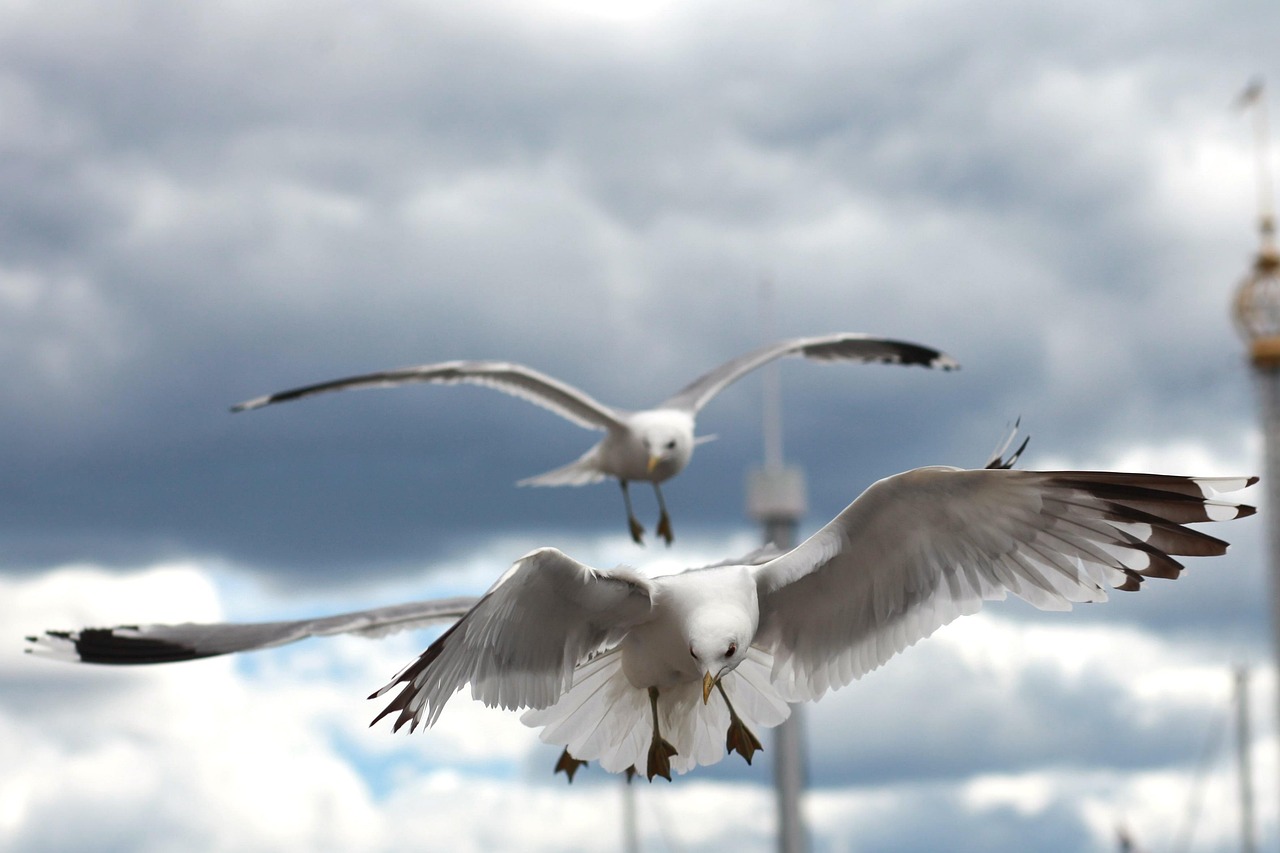 Seagull Bird Birds - Free photo on Pixabay - Pixabay
