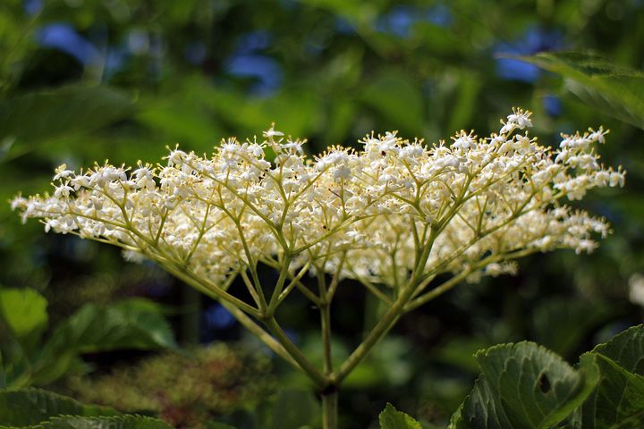 100+ Free Elderflower & Elder Images