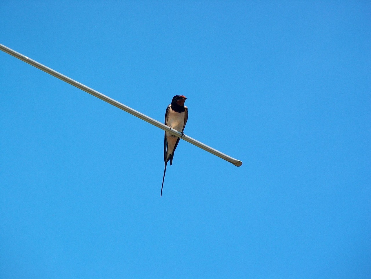 Slikken Dier Vogel - Gratis foto op Pixabay - Pixabay