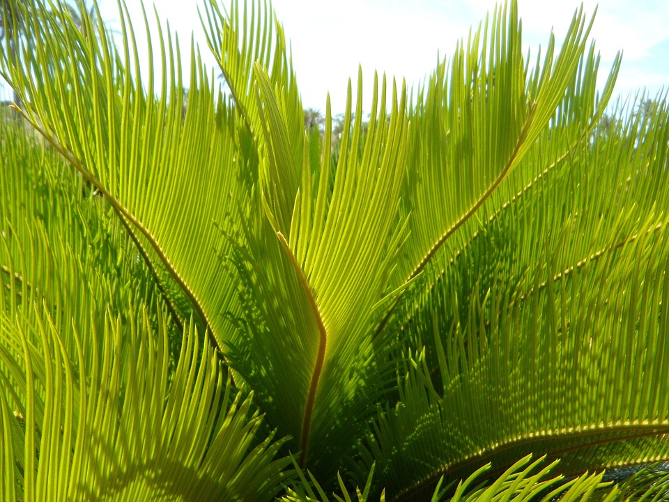 Palm Fronds Detail Close Up - Free photo on Pixabay - Pixabay