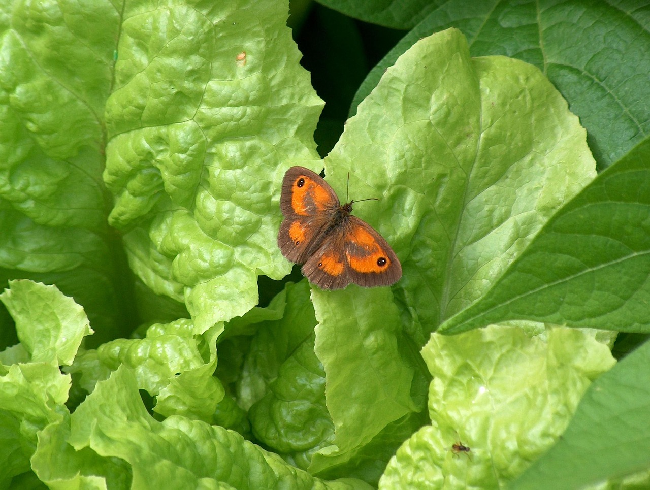 Papillon La Nature Aile - Photo gratuite sur Pixabay - Pixabay