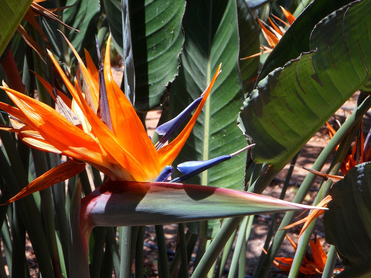 500+ Free Bird Of Paradise & Nature Images - Pixabay