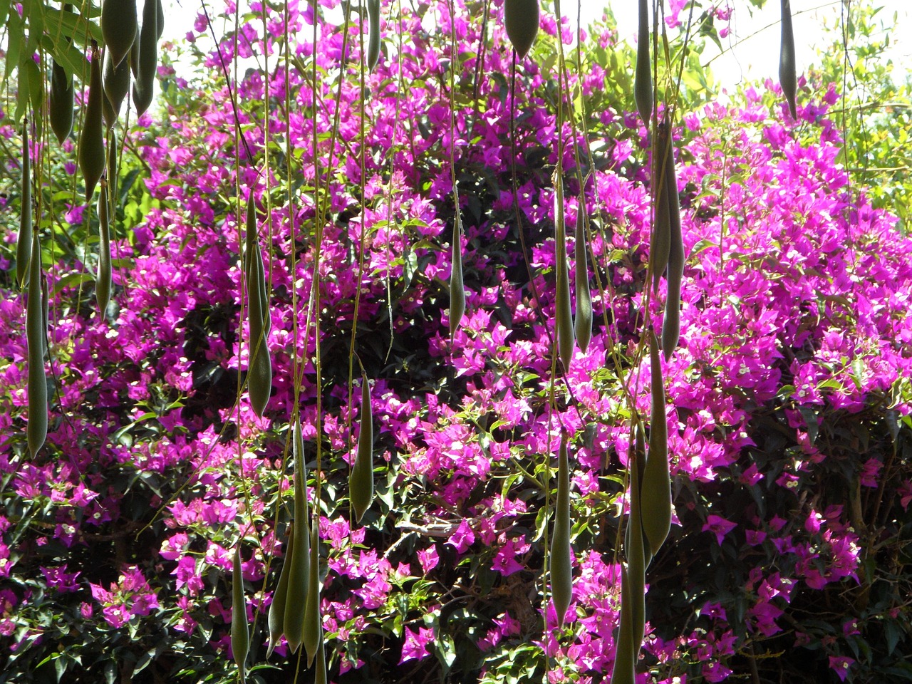 6+ Free Glycinie & Wisteria Images - Pixabay