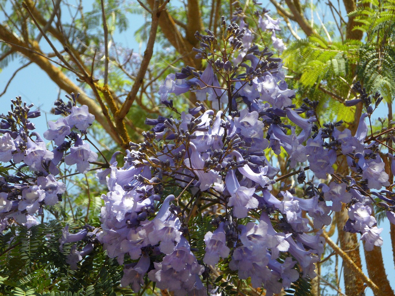 Jacaranda Tree Bloom - Free photo on Pixabay - Pixabay