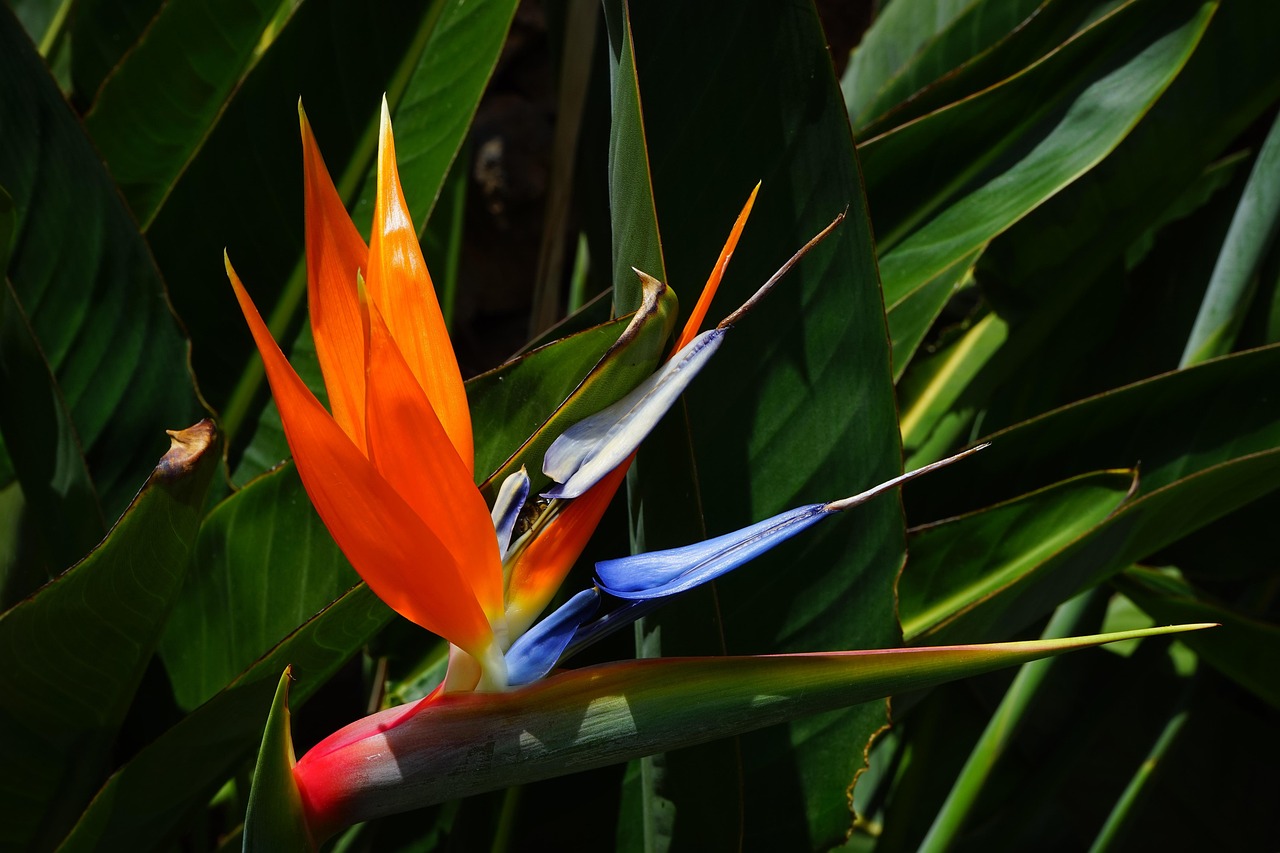 Bird Of Paradise Flower - Free photo on Pixabay - Pixabay