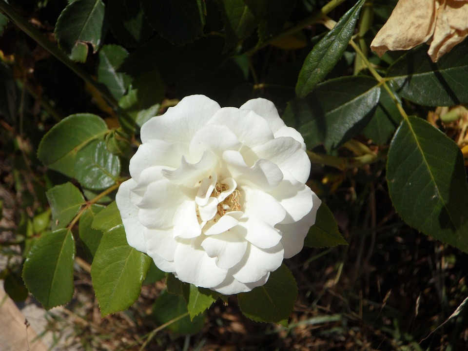 Rose Blanche Fleur - Photo gratuite sur Pixabay - Pixabay