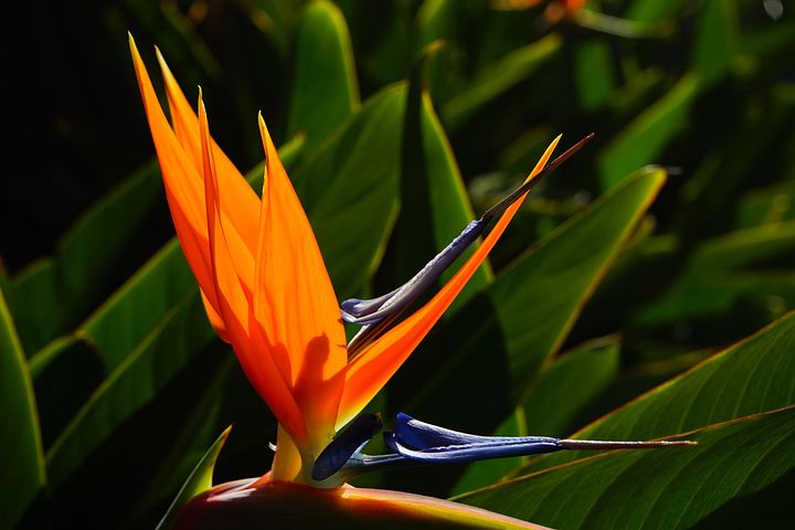 40+ Free Red Bird Of Paradise & Red Images - Pixabay