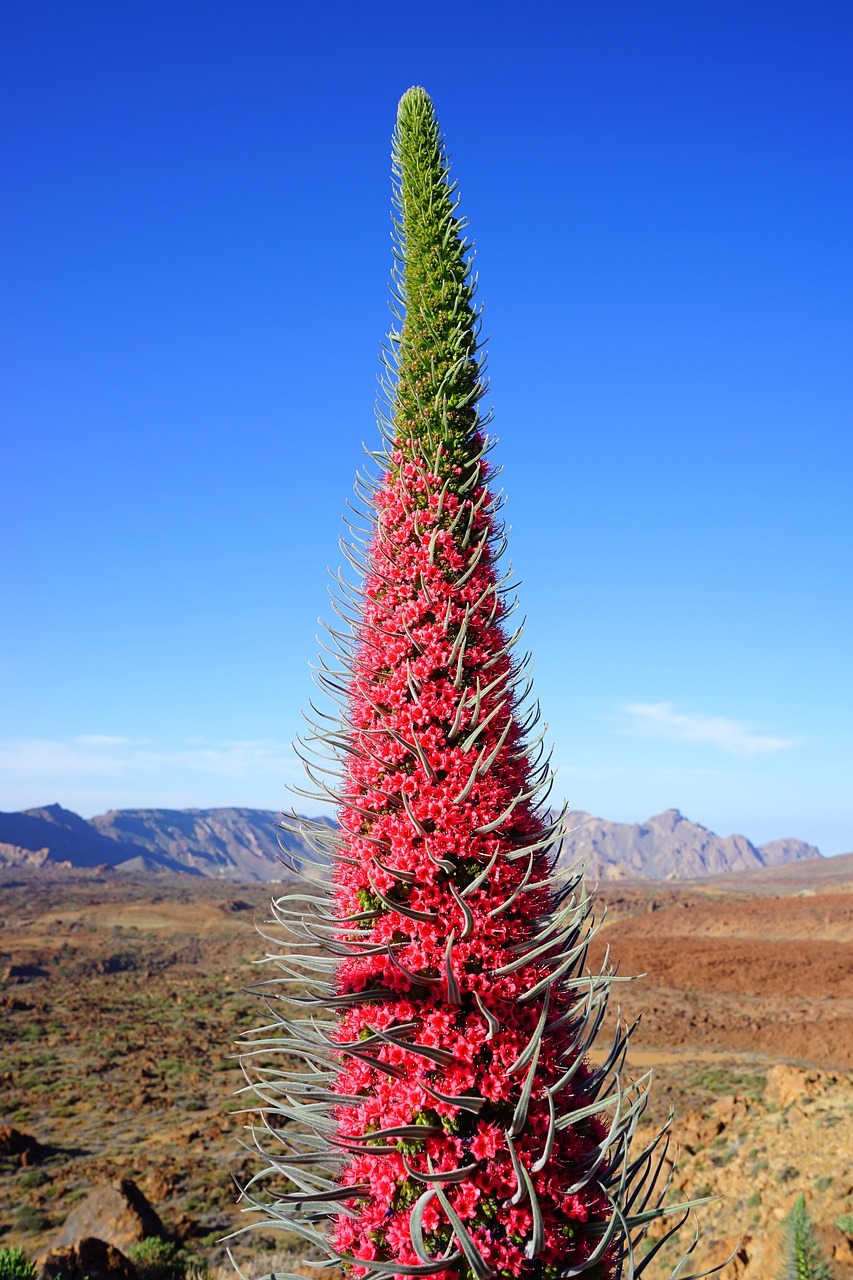 Tajinaste Rojo Blossom Bloom - Free photo on Pixabay - Pixabay