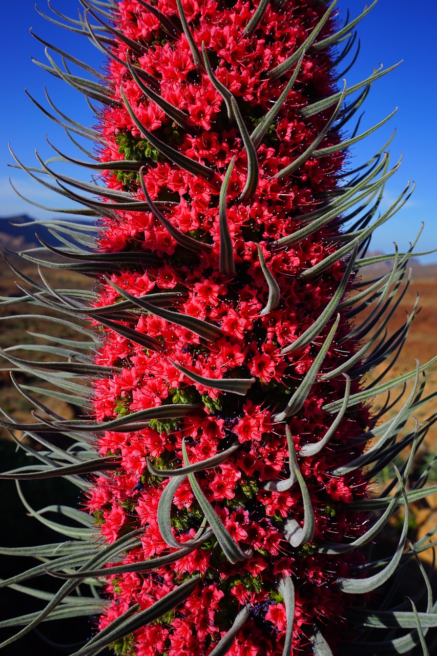 Tajinaste Rojo Blossom Bloom - Free photo on Pixabay - Pixabay