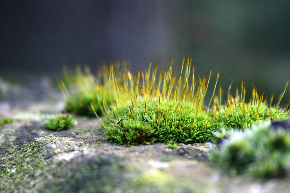 Mousse Macro - Photo gratuite sur Pixabay - Pixabay