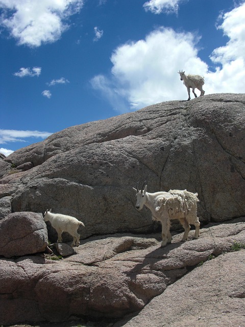 Cabras Cabra De Montaña Animal - Foto gratis en Pixabay - Pixabay
