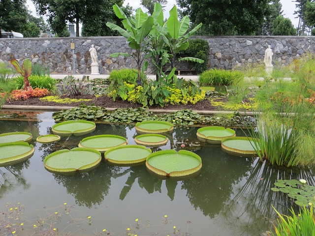 Botanical Garden Lily Pads Water - Free photo on Pixabay