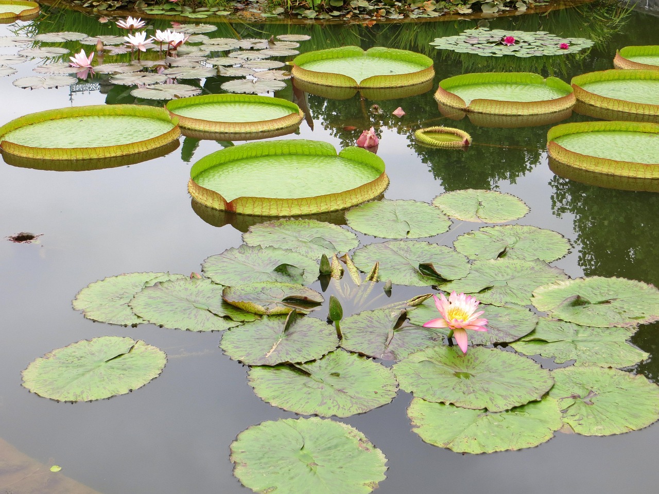 Nénuphars Étang Nénuphar - Photo gratuite sur Pixabay - Pixabay