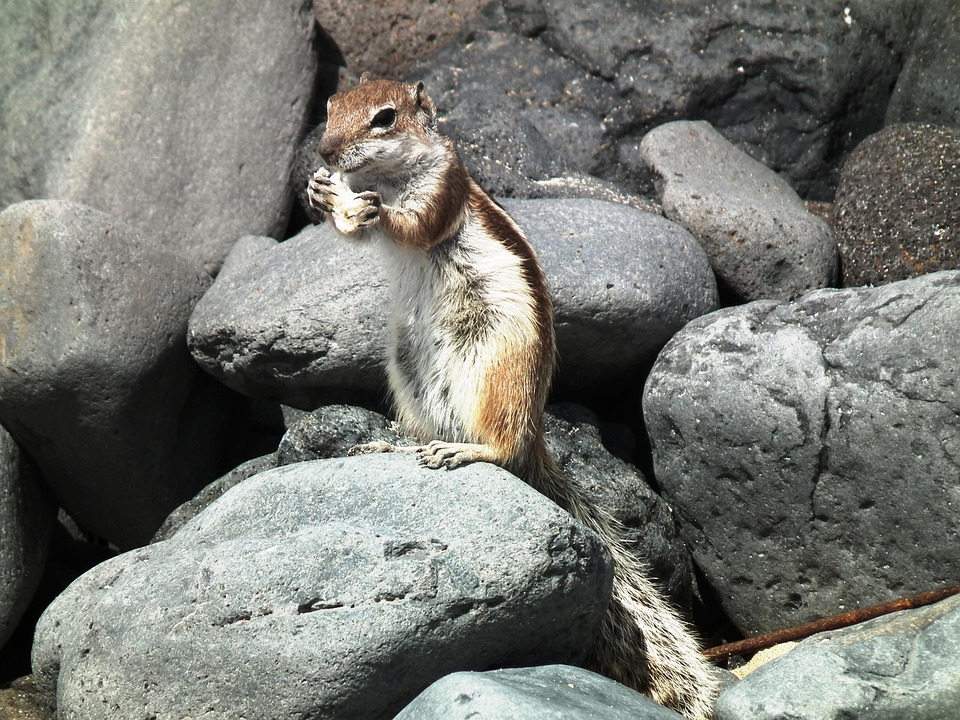 Ardilla Atlas Roedor Lobo Abajo - Foto gratis en Pixabay