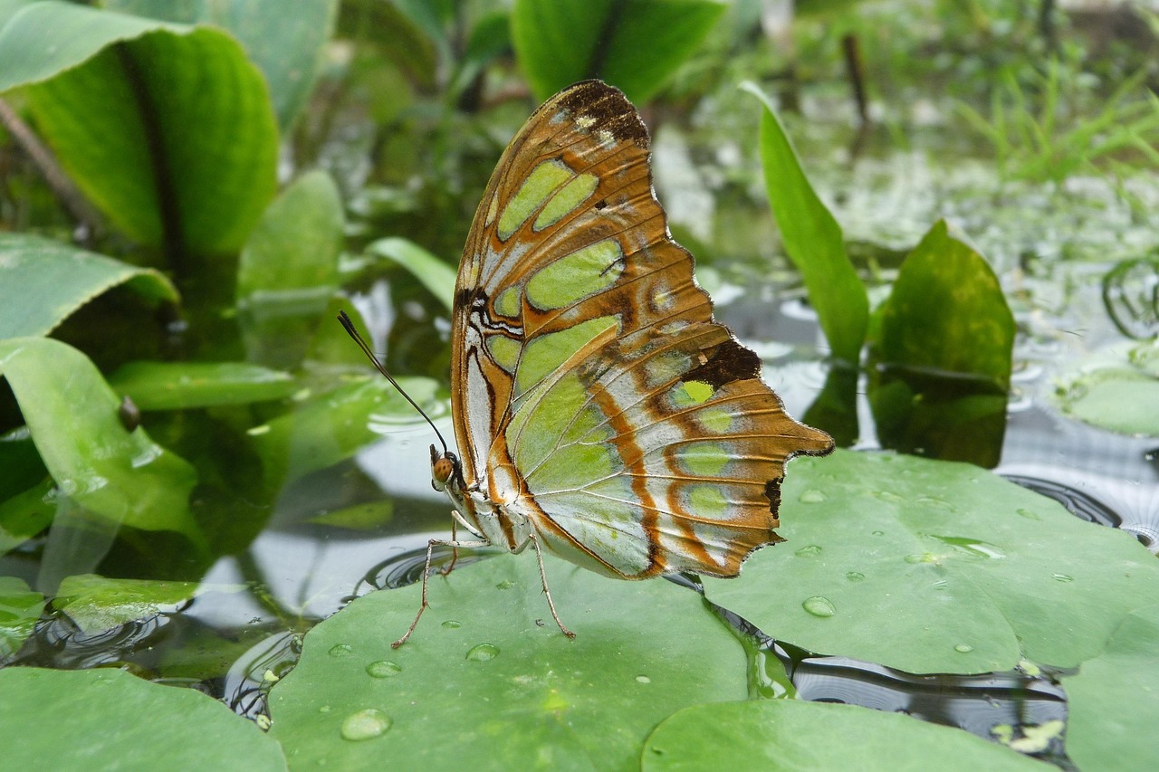 Malachite Butterfly - Free photo on Pixabay