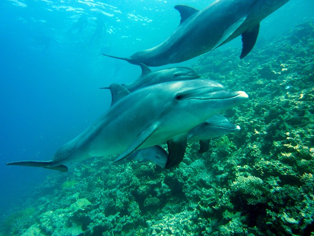 Dolphins Marine Mammals Diving Free Photo On Pixabay Dolphins Marine Mammals Diving Free Photo On Pixabay