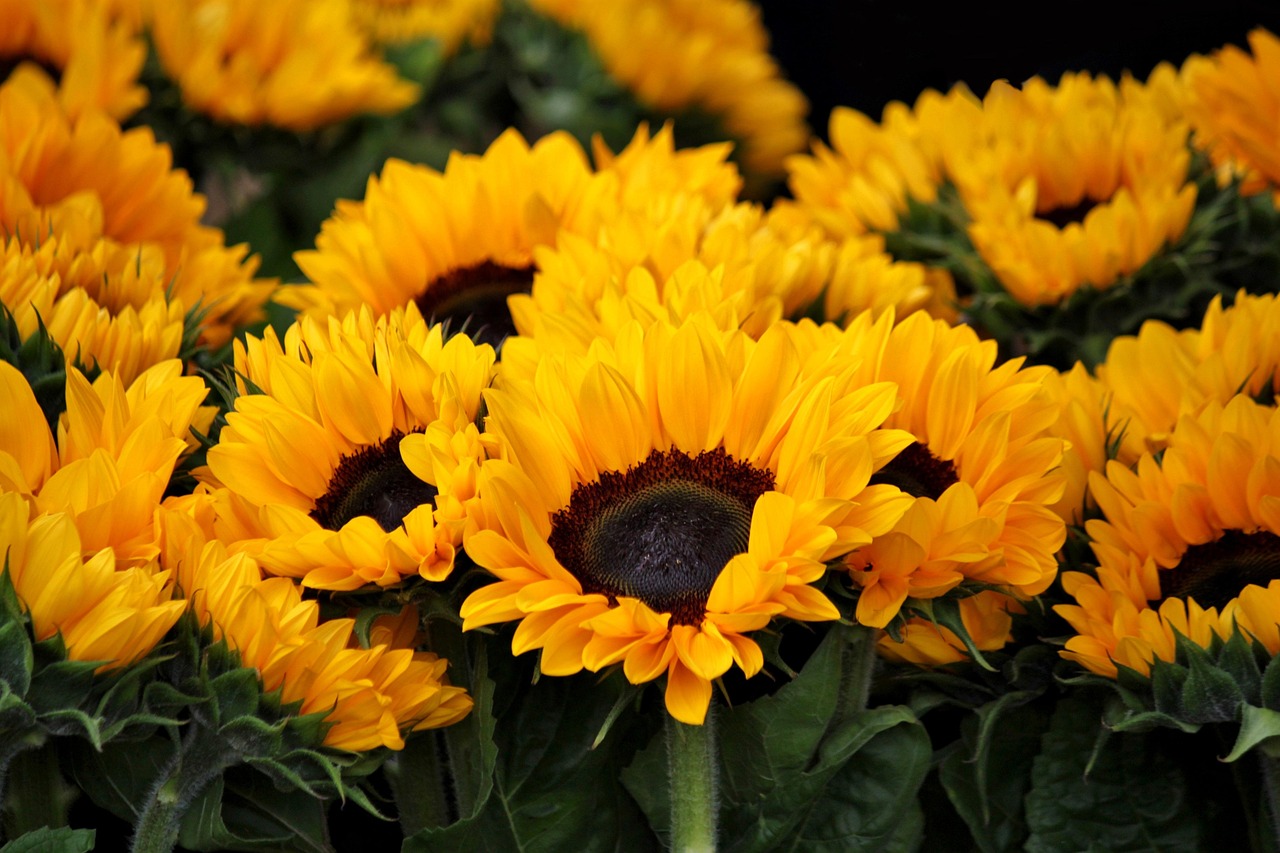 30,000+ Free Sunflower Decor & Sunflower Images - Pixabay