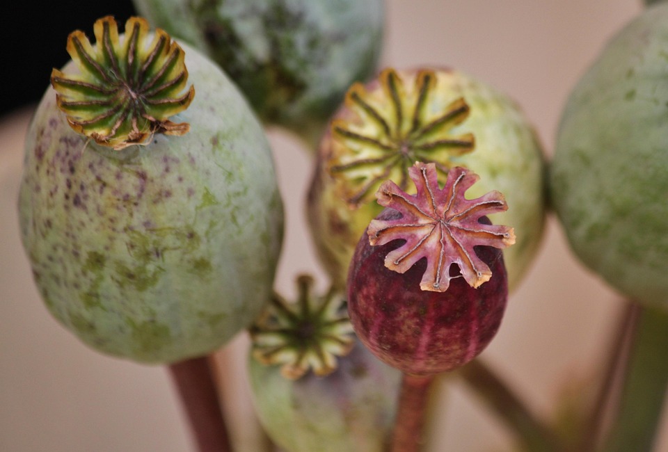 Poppy Capsules Macro - Free photo on Pixabay - Pixabay