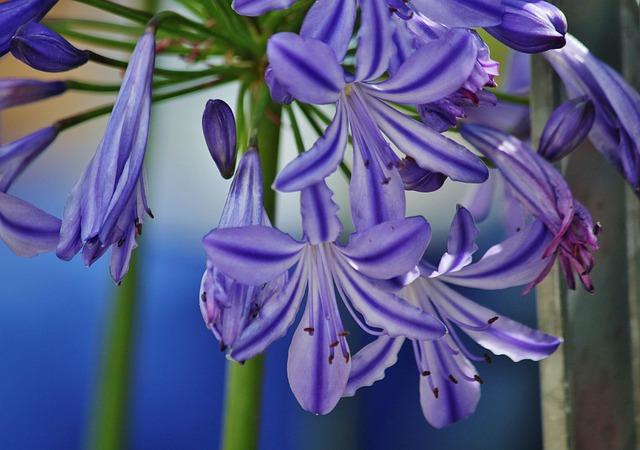 Ornamental Lily Inflorescence - Free photo on Pixabay