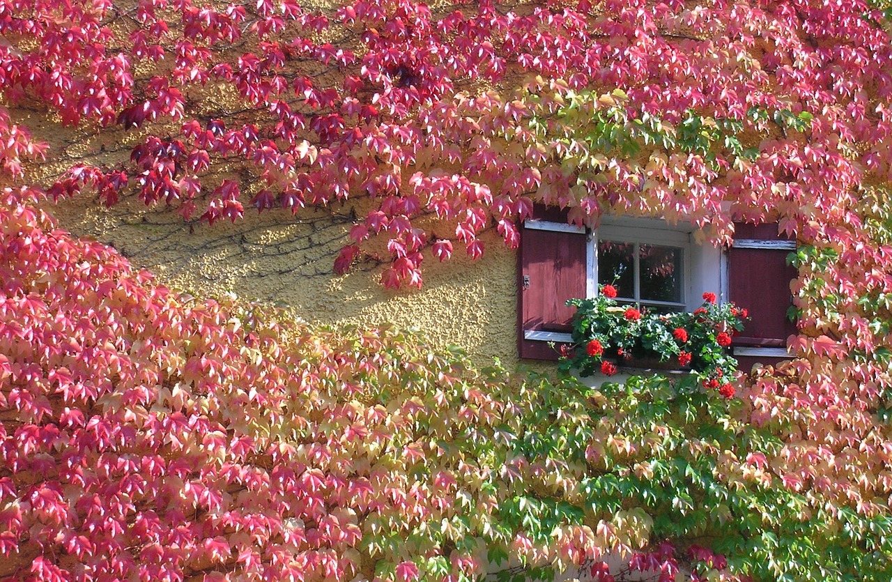 Ivy Climber Plant Fall - Free photo on Pixabay