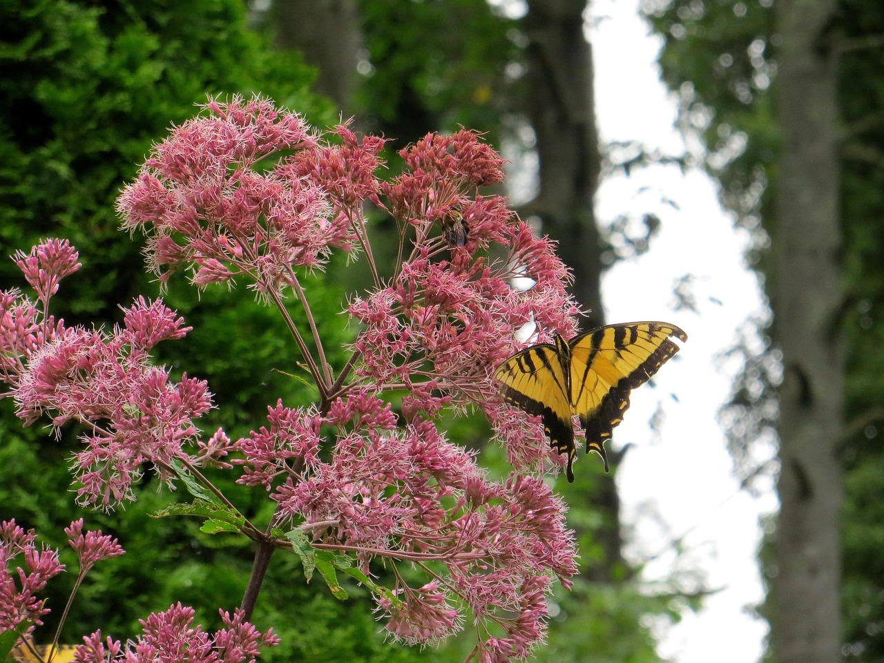 40+ Free Butterfly Weed & Weed Photos - Pixabay