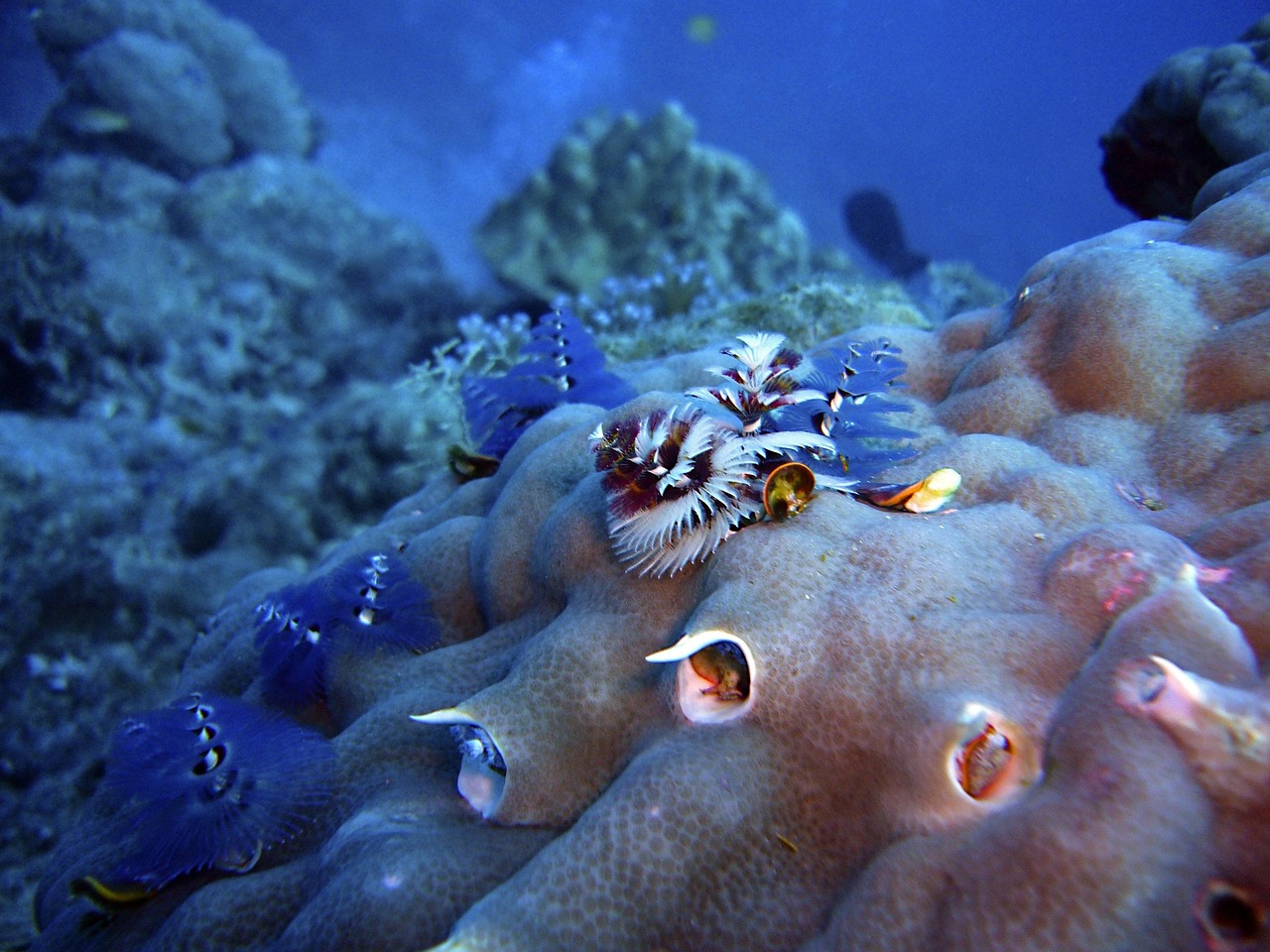 Corals Worm Sponge Fir - Free photo on Pixabay