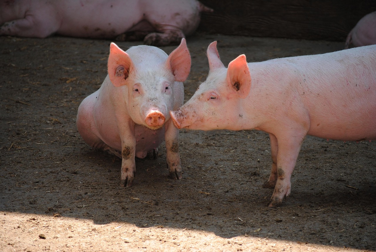 Pig Sow Breed Farm - Free photo on Pixabay - Pixabay