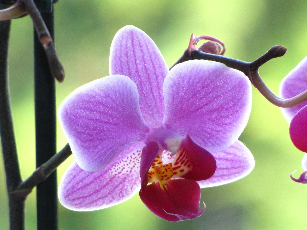 Orchid Close Up Flower - Free photo on Pixabay - Pixabay