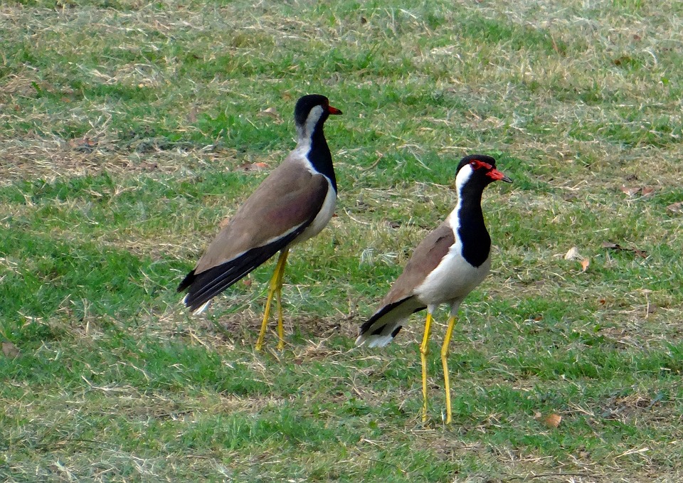 Red-Wattled Lapwing Vanellus - Free photo on Pixabay
