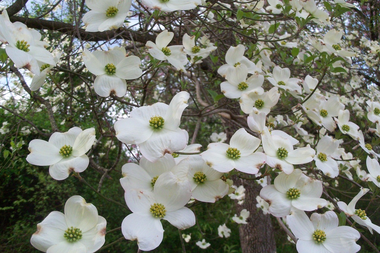 Skogskornell Blommar Vår Blomma - Gratis foto på Pixabay