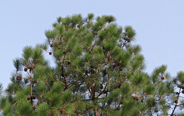 Himalayan Blue Pine Cone - Free photo on Pixabay
