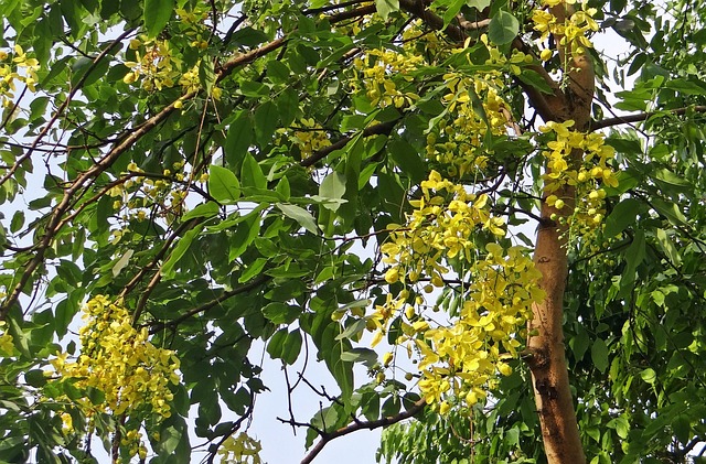 Cassia Fistula Purging - Free photo on Pixabay - Pixabay