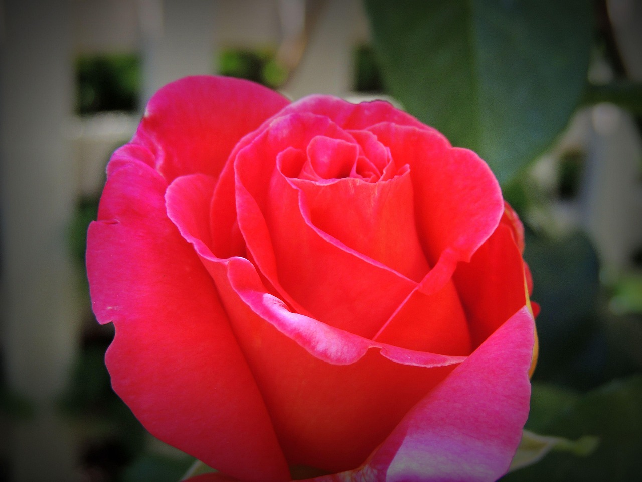 Safflower Flower Chinese Rose - Free photo on Pixabay - Pixabay