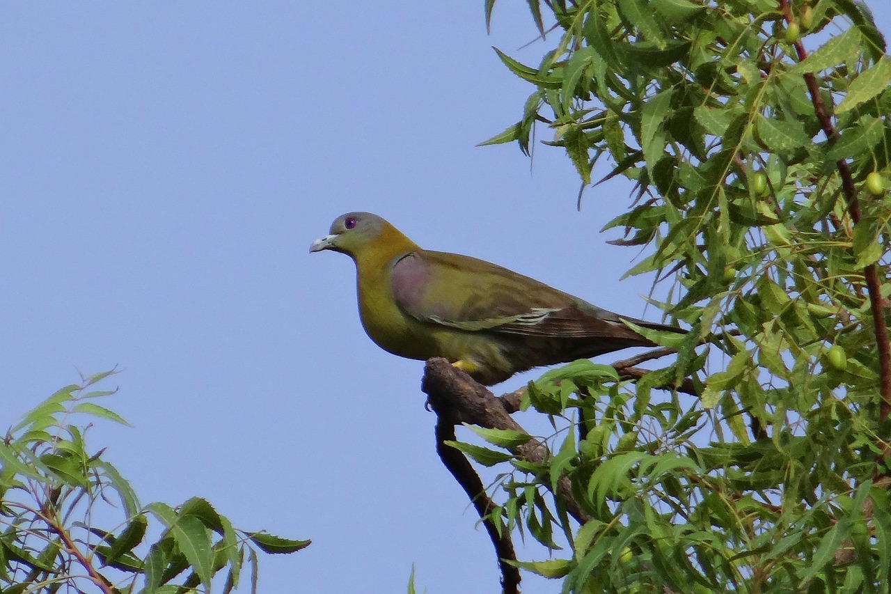 Pombo Verde De Patas Amarelas - Foto gratuita no Pixabay - Pixabay