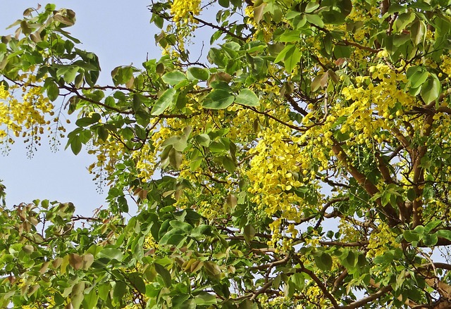 Cassia Fistula Golden Shower Tree - Free photo on Pixabay - Pixabay