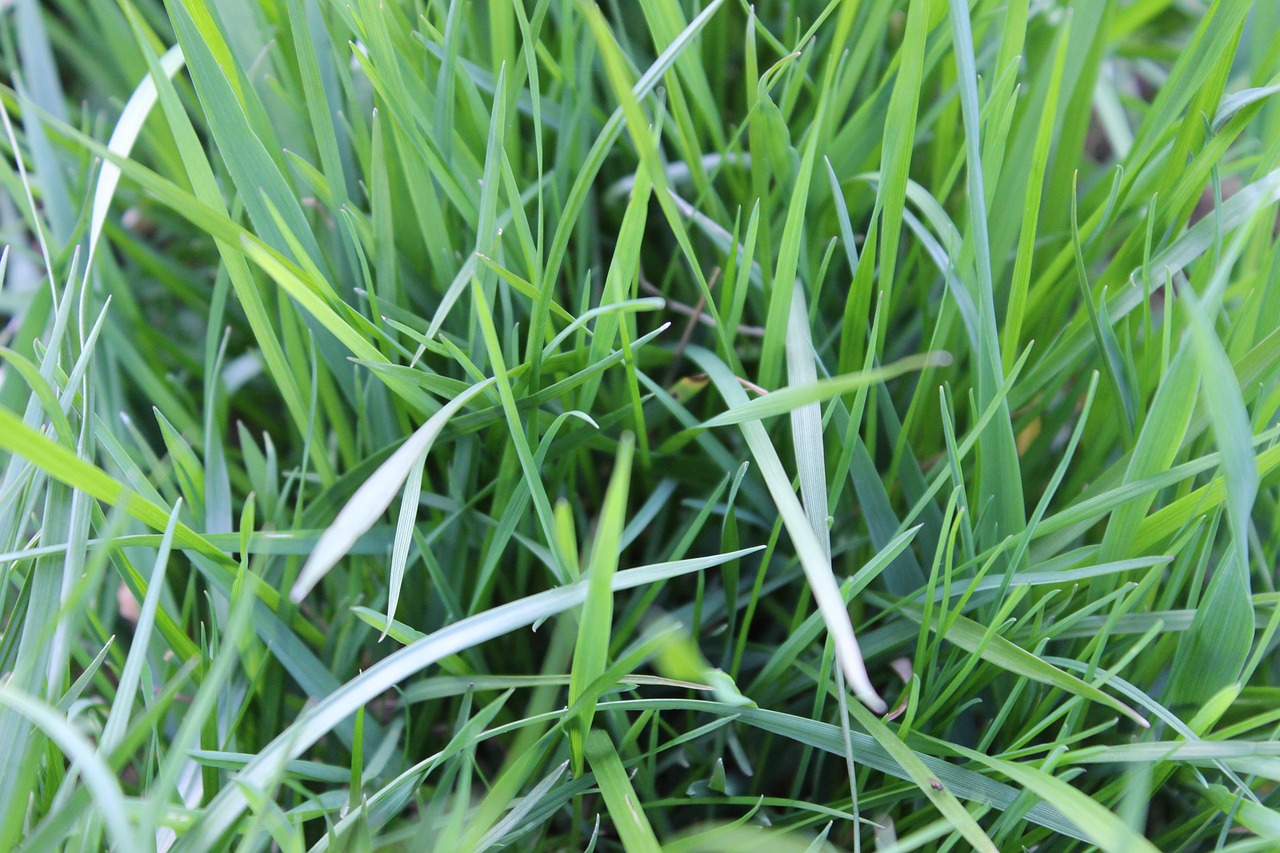 Blades Of Grass Meadow Pasture - Free photo on Pixabay - Pixabay