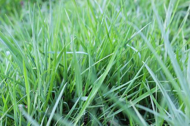 Meadow Grass Blades Of - Free photo on Pixabay - Pixabay
