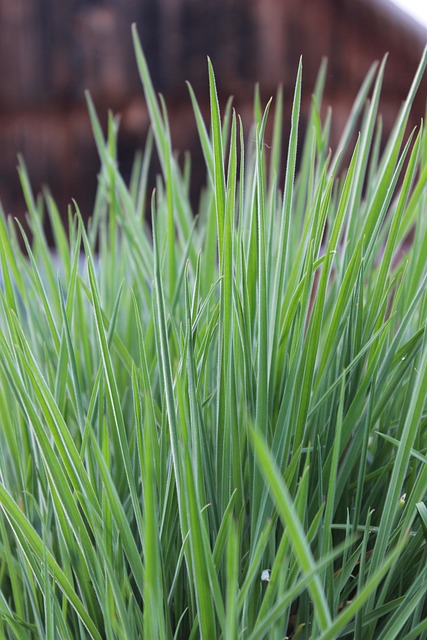 Blades Of Grass Meadow Pasture - Free photo on Pixabay