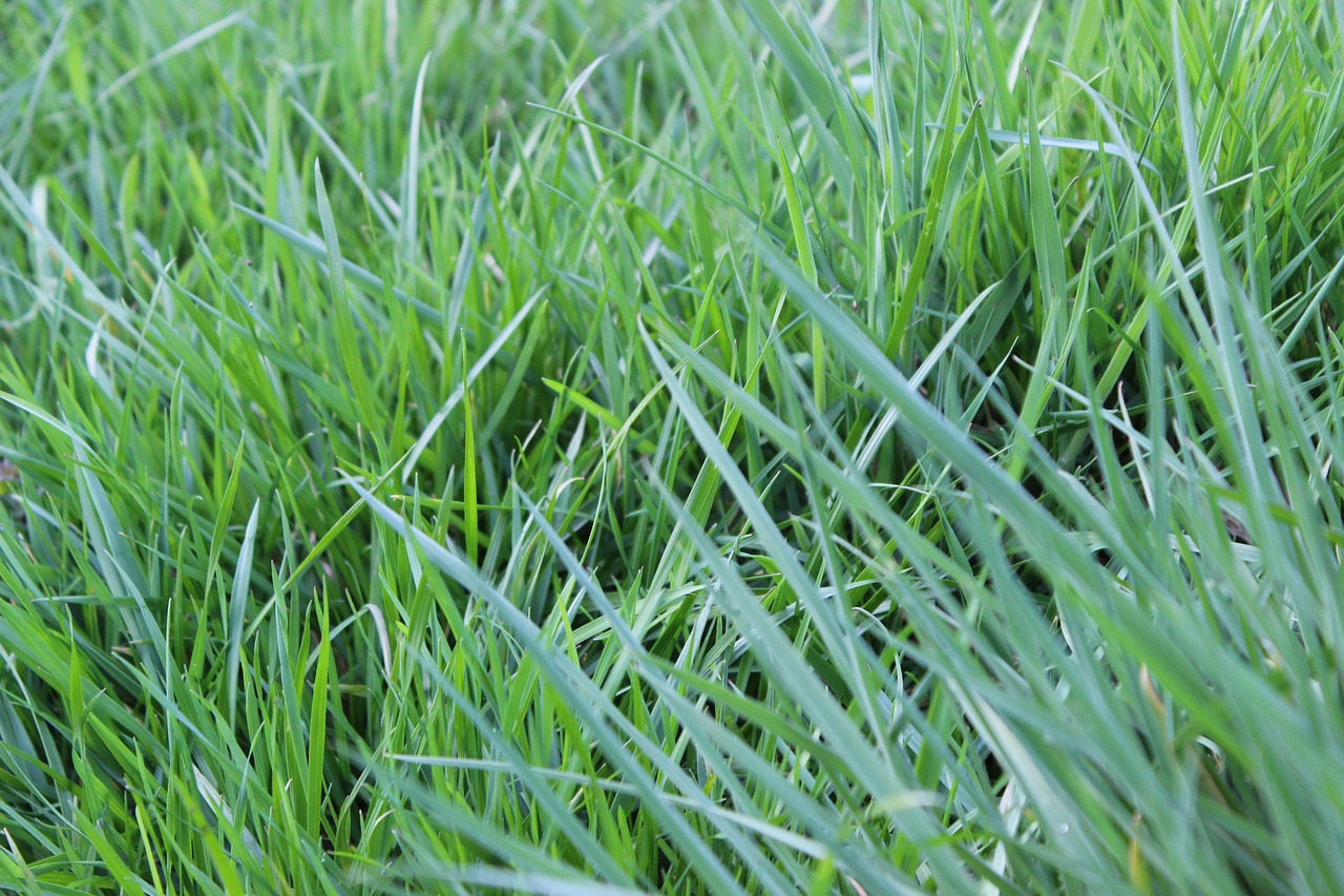 Bilah Rumput Padang Alam - Foto gratis di Pixabay - Pixabay