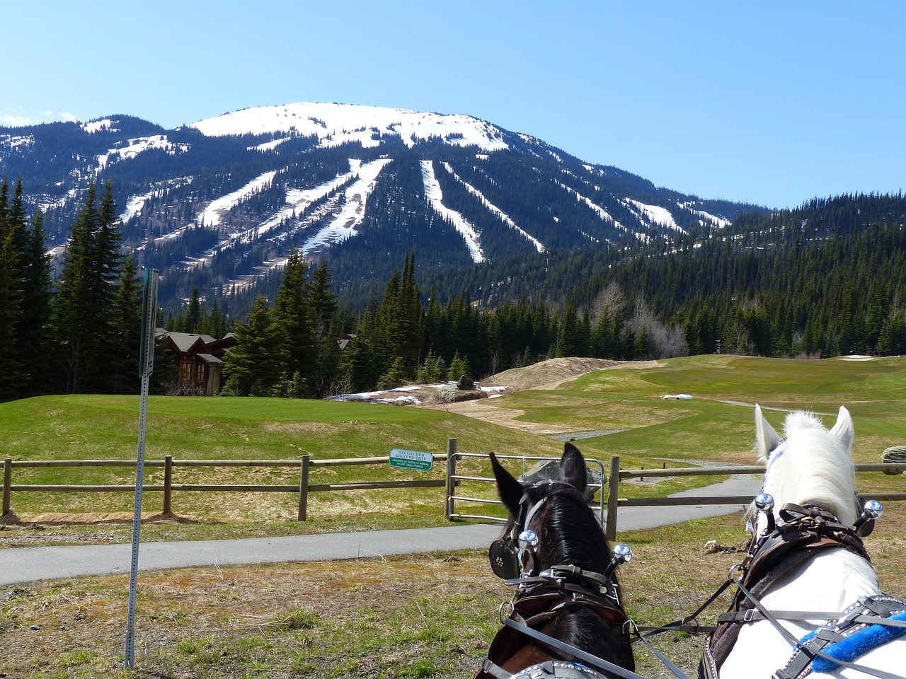 Carriage Horses Sun Peaks Ski - Free photo on Pixabay - Pixabay