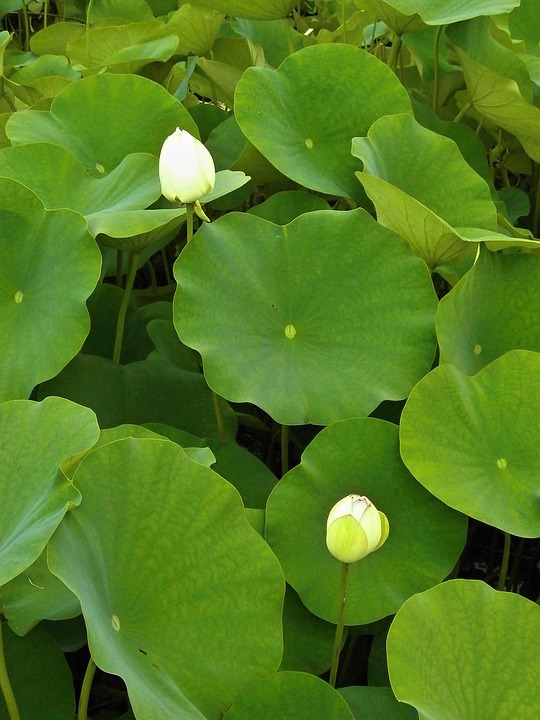 Lotus Feuille De Bourgeon - Photo gratuite sur Pixabay - Pixabay