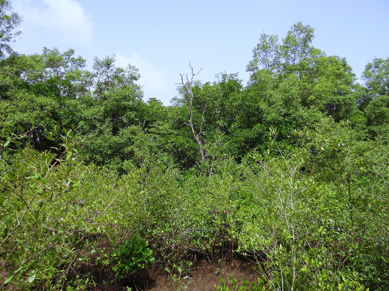 Mangroves Terekhol River Estuary - Free photo on Pixabay - Pixabay