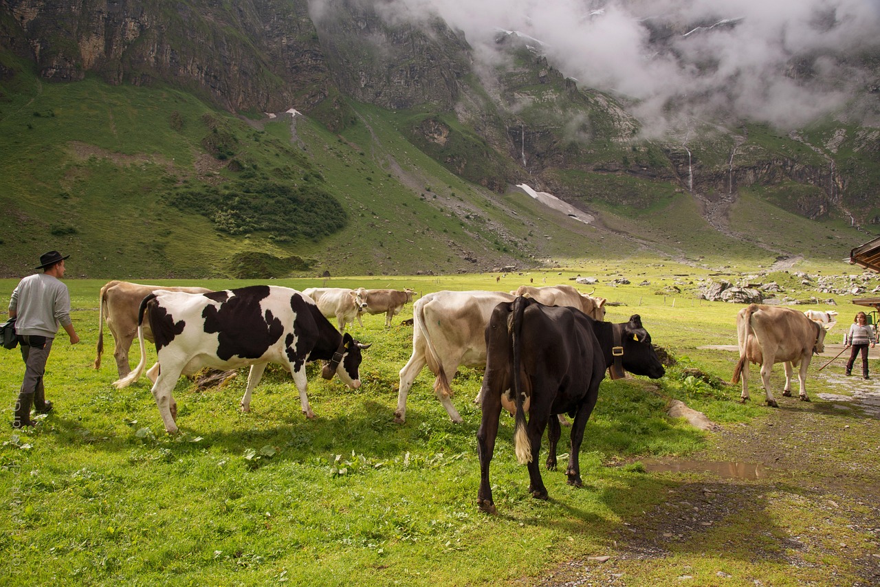 Alpine Pasture Calf Switzerland - Free photo on Pixabay