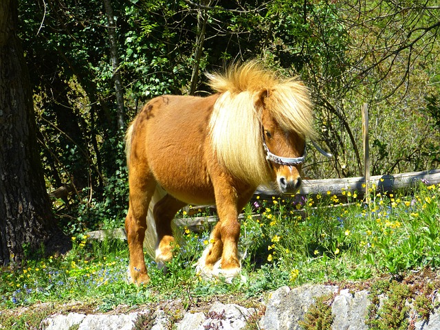 Horse Pony Animal - Free photo on Pixabay - Pixabay
