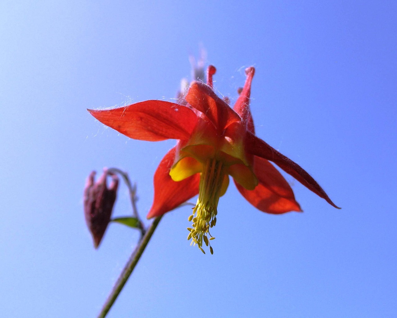 Canadá Columbine Columbina - Foto gratuita no Pixabay