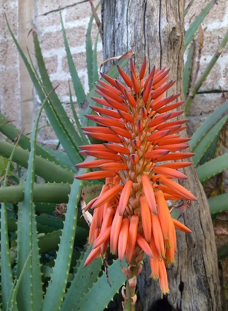 Babosa Flor África - Foto gratuita no Pixabay - Pixabay