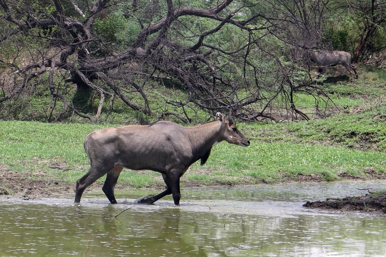 Nilgai Antelope Boselaphus - Free photo on Pixabay