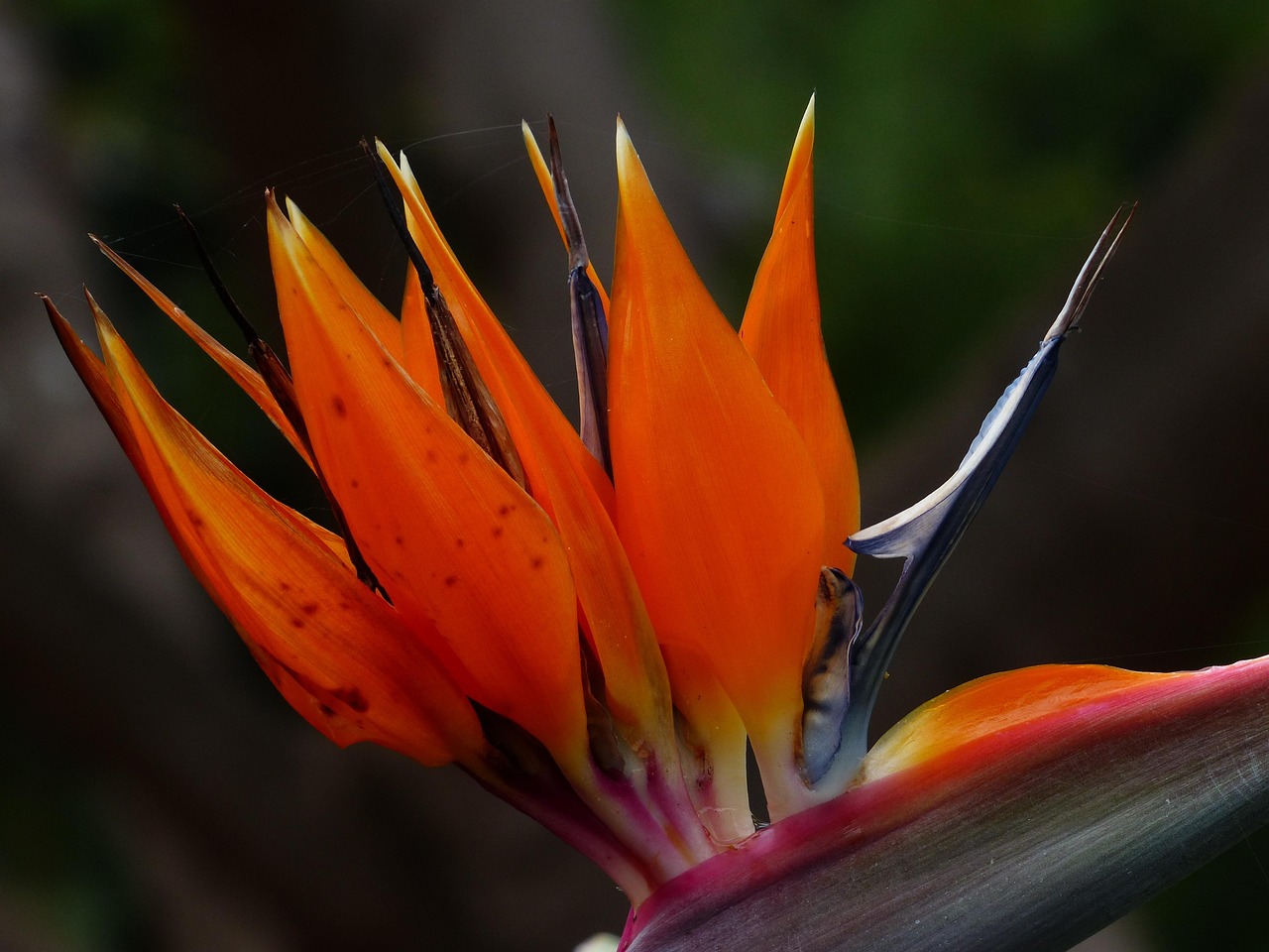Bird Of Paradise Flower - Free photo on Pixabay - Pixabay
